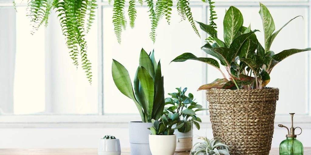 El secreto para cuidar tus plantas con mayonesa caducada