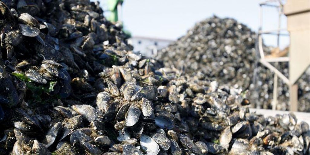 Por qué el mejillón es un 'superalimento' azul clave para el futuro de ...