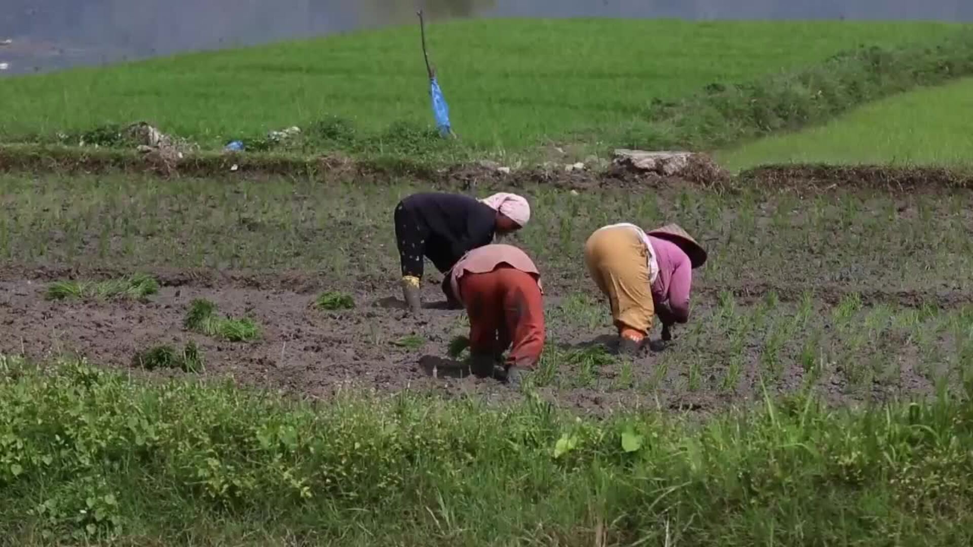 Indonesia afirma que la seguridad alimentaria del país es sólida ante ...