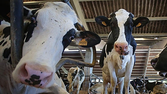 Vacas, últimas noticias - ABC