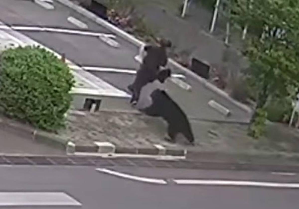 Un oso se escapa por las calles de Fukushima y hiere a cuatro personas