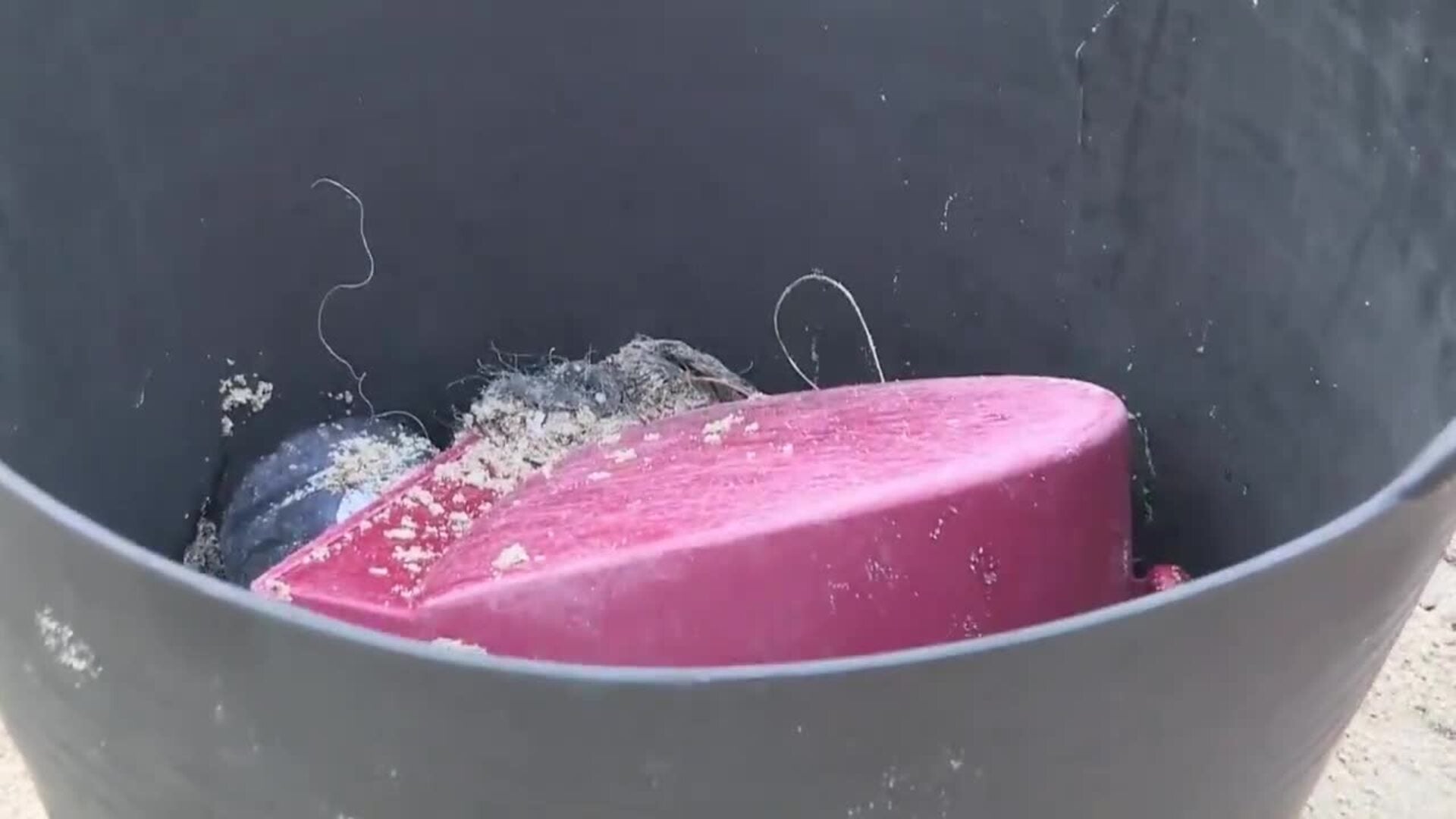 Voluntarios se afanan en limpiar de pellets la playa coruñesa de Boa