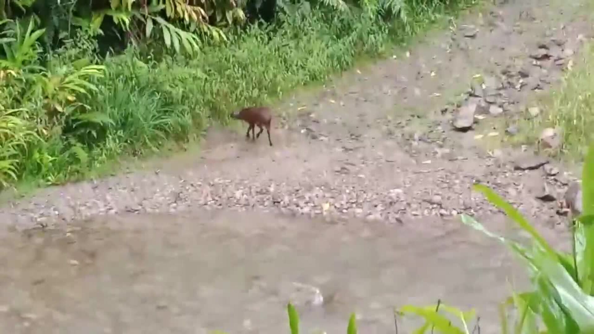 Pudú de Huancabamba, nueva especie de venado descubierto para la ...