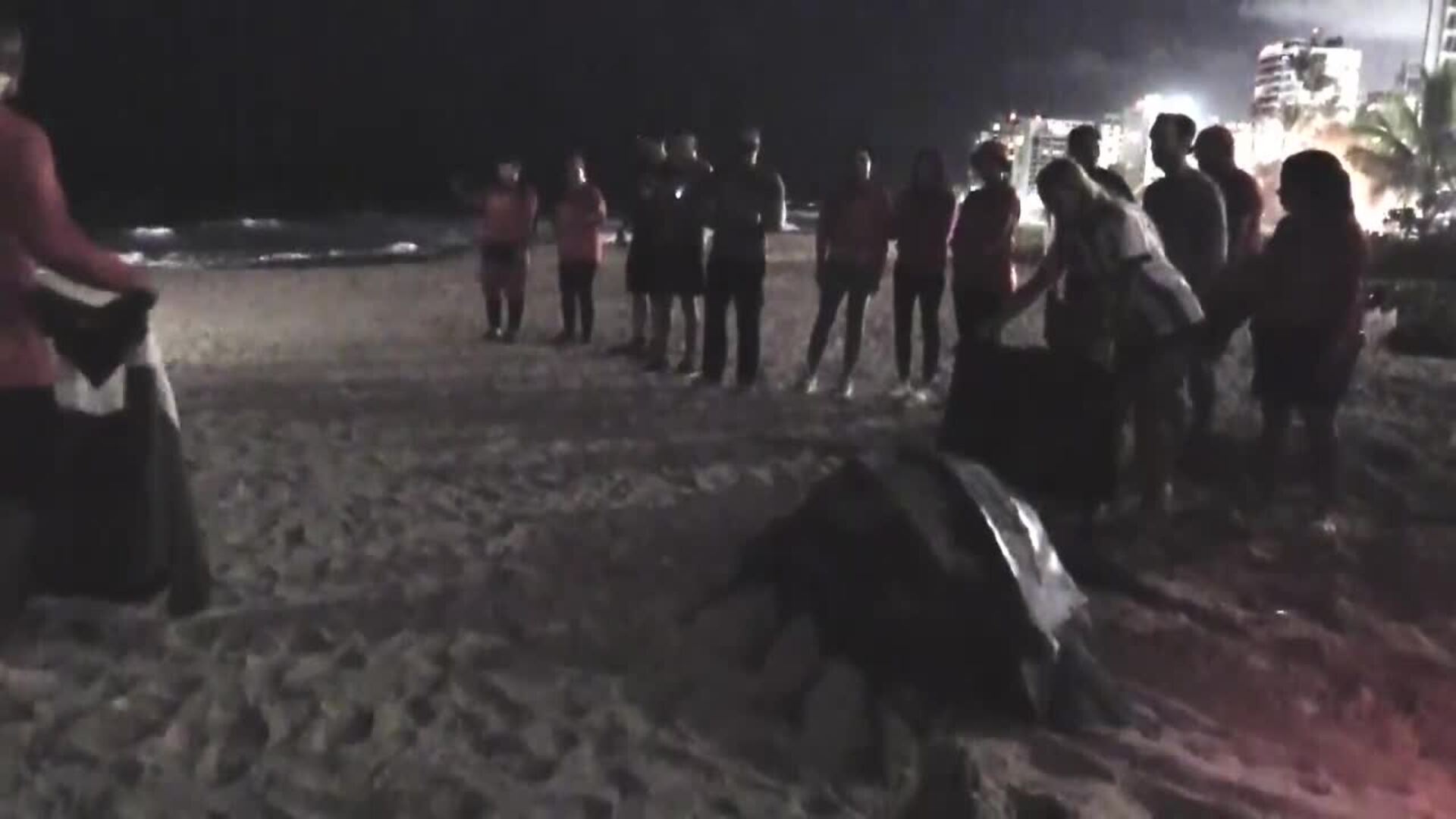 Los nidos de la tortuga tinglar en Puerto Rico, protegidos por ...
