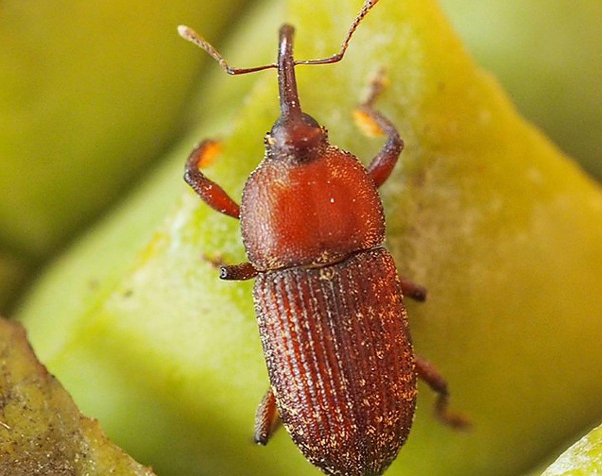 Polinizadores y termogénesis