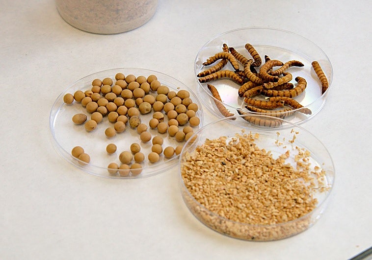 Insectos, alternativa sostenible para alimentar al ganado