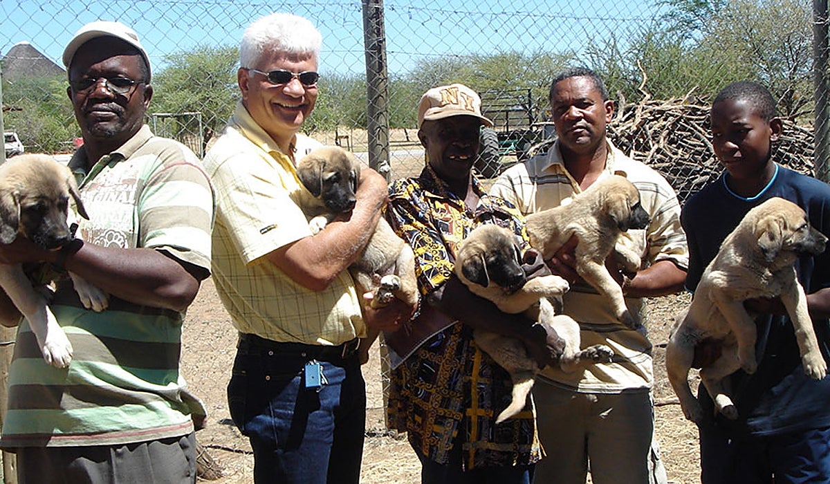 Perros pastores para proteger al guepardo