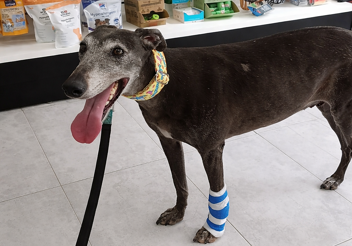 El mes en el que los perros de caza pasan del campo al olvido