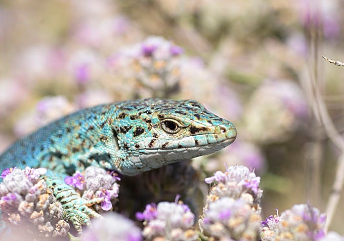 La serpiente que aprendió a nadar para conquistar Ibiza