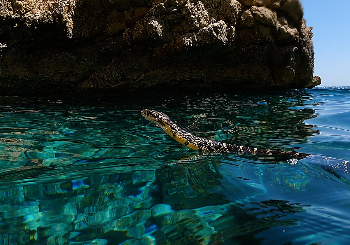 La serpiente que aprendió a nadar para conquistar Ibiza