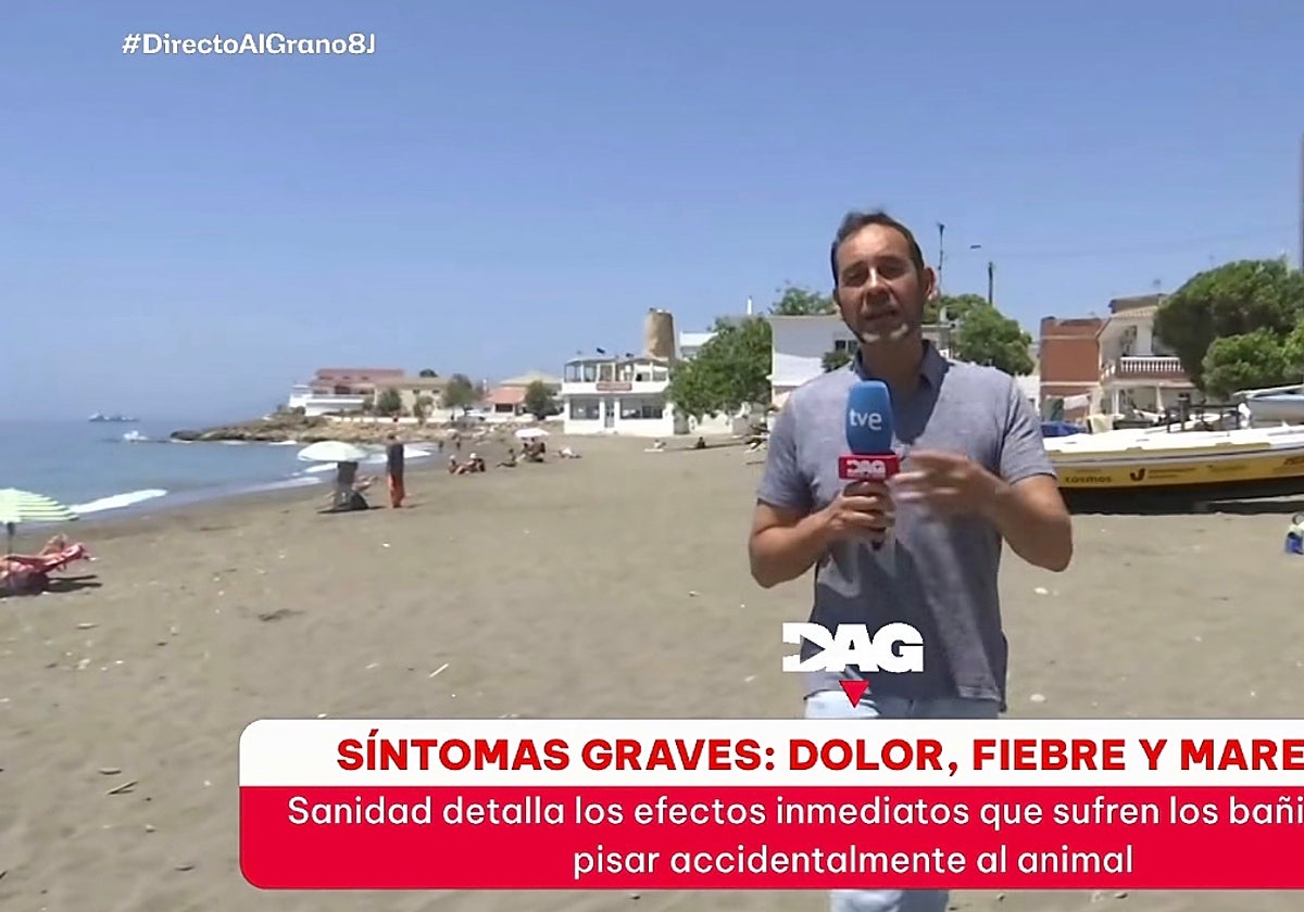 Alertan del «pez más temido de las playas», rivalizando con la medusa ...
