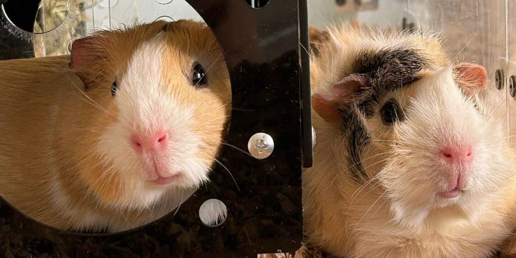 Bella Lin, la joven de 17 años que gana más de 30.000 euros al mes ...