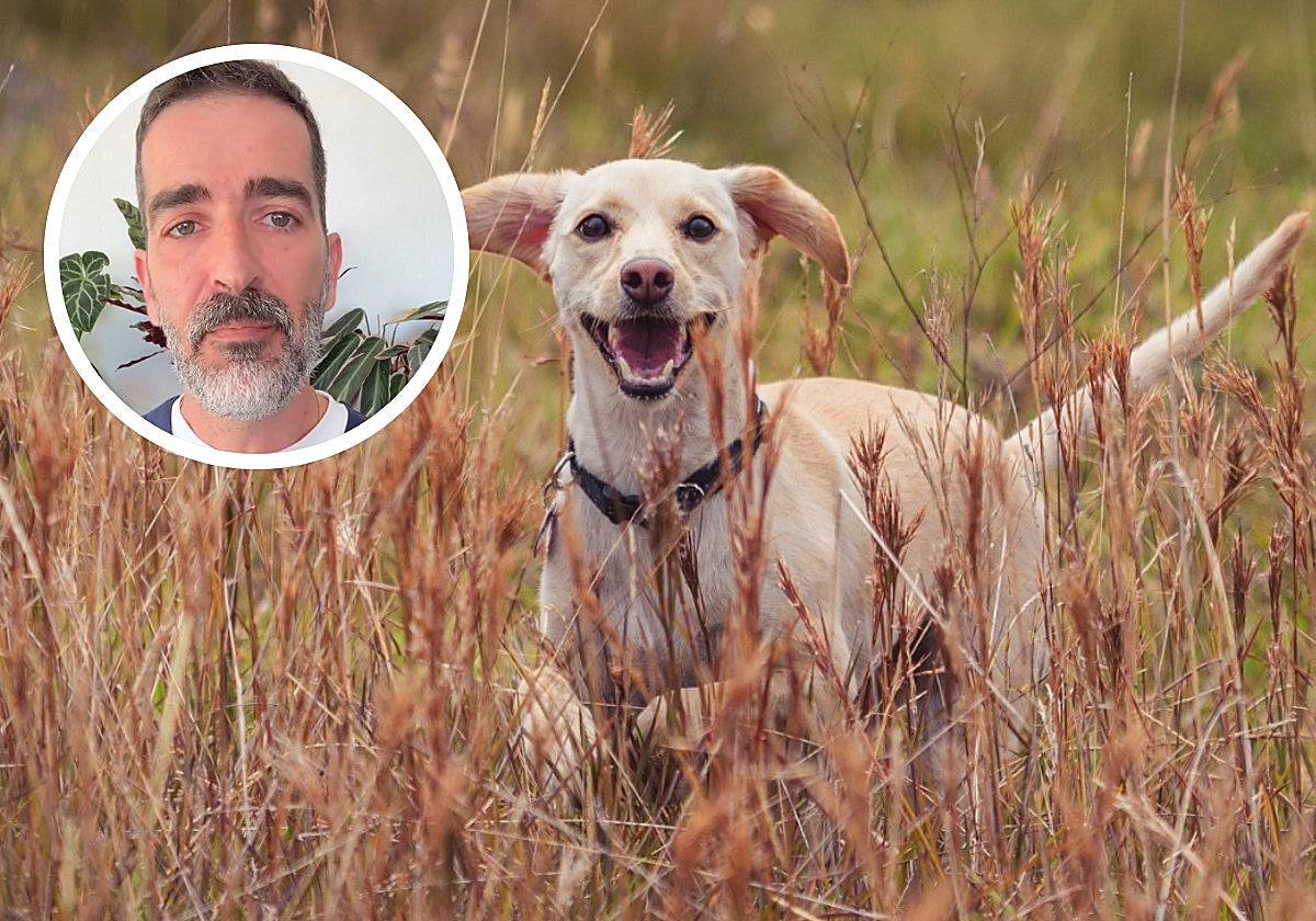 Pablo Olmedo, veterinario: «Las espigas se clavan como flechas y pueden ...