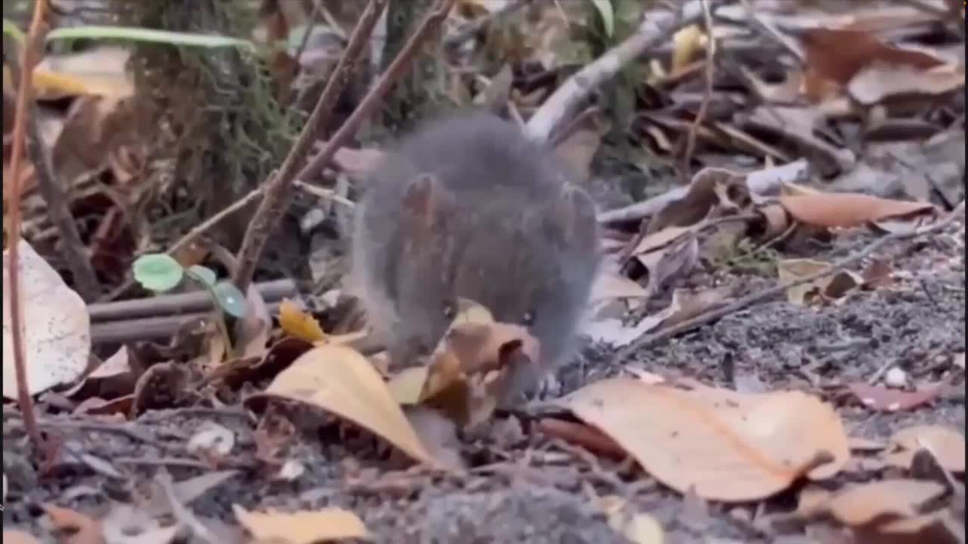 El colilargo, el pequeño roedor que transmite la cepa Andes del hantavirus