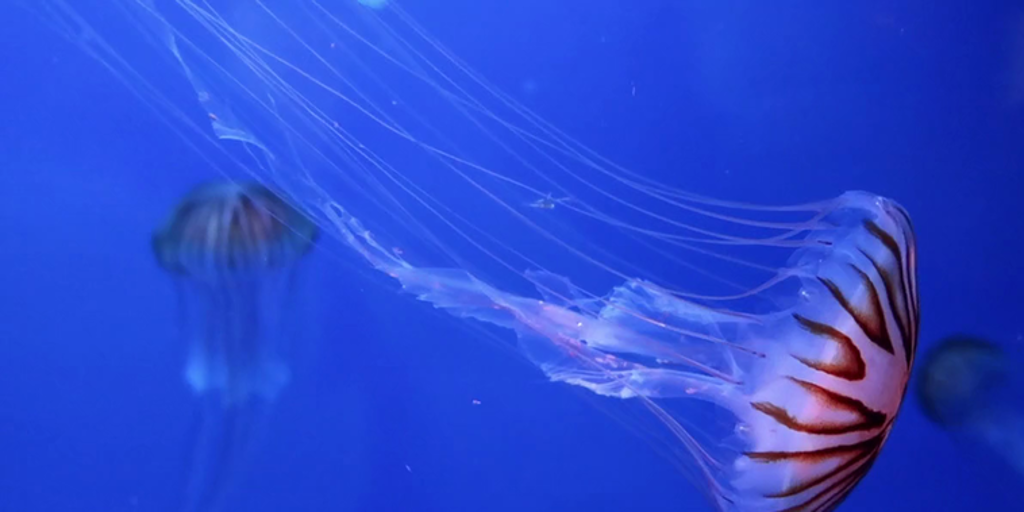 Qué debes hacer si te pica una medusa y cuál es el tratamiento para ...