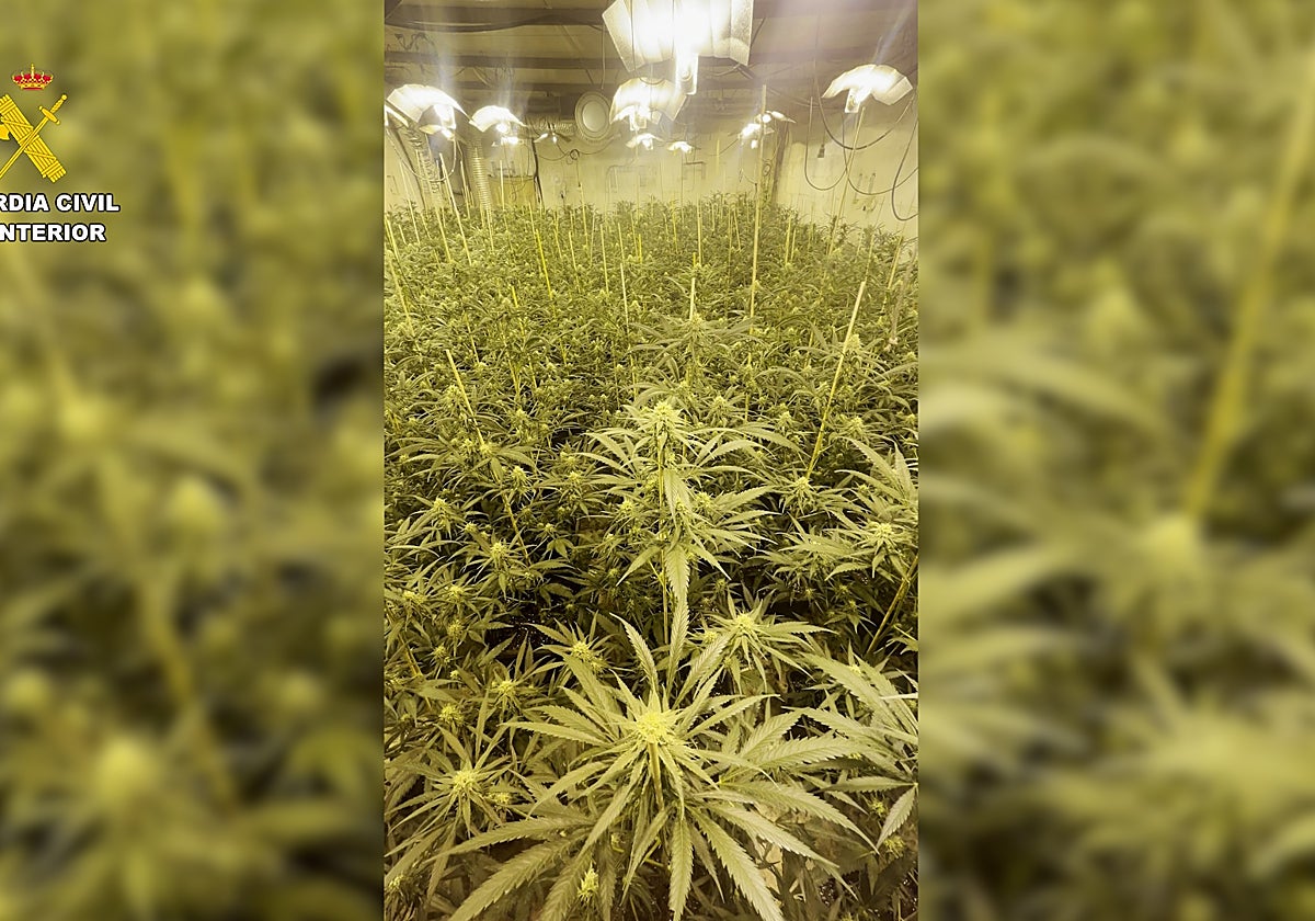 La Guardia Civil de Lora del Río interviene 300 plantas de marihuana
