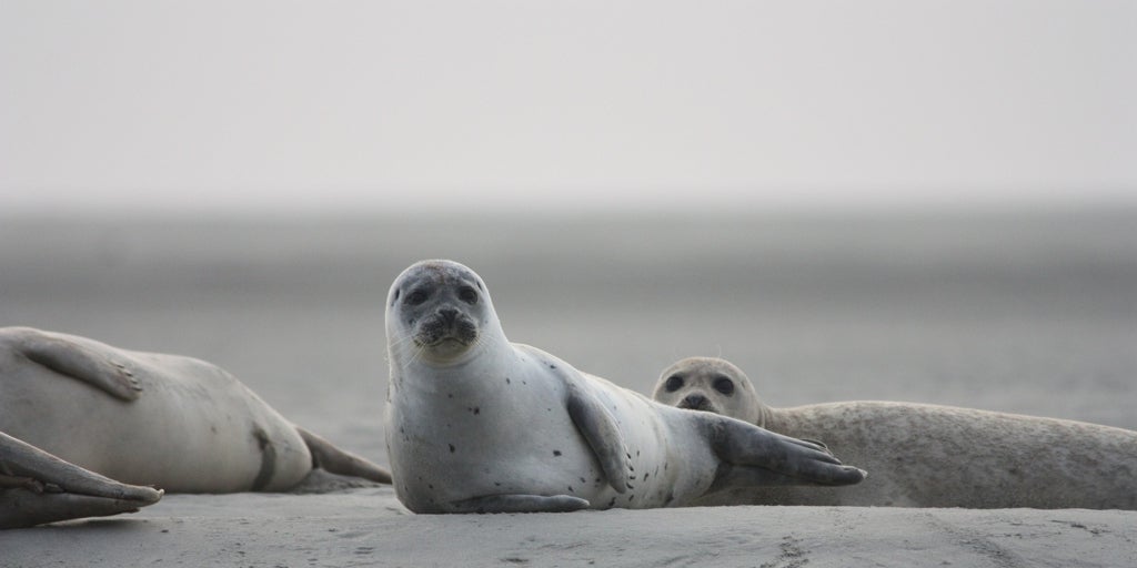 El misterio de las casi 2.000 focas en peligro de extinción que han ...