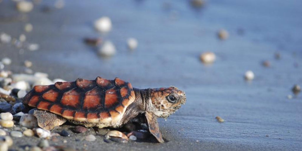 Los países alcanzan un acuerdo histórico para evitar la extinción ...