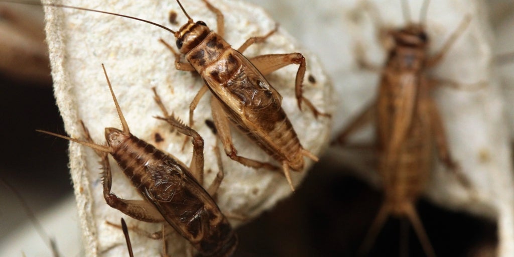 Europa amplía la lista de insectos autorizados para alimentación humana ...