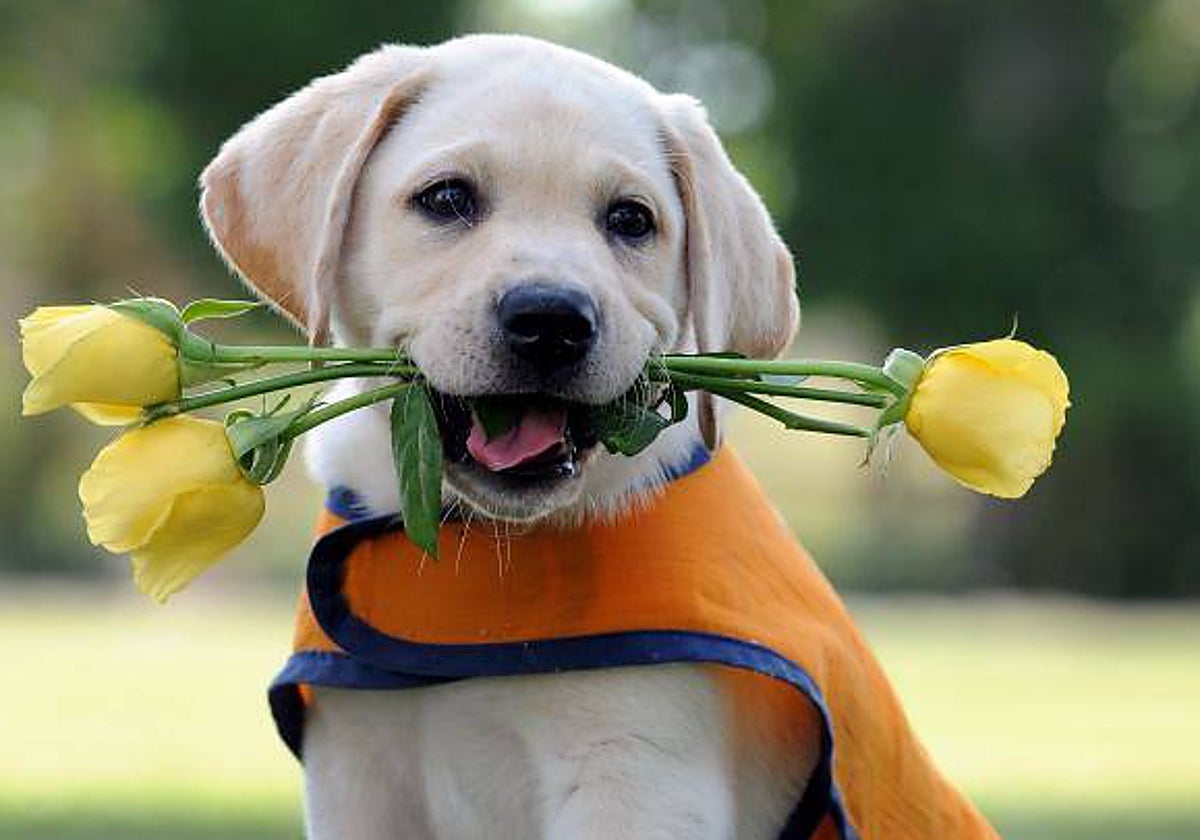 Diez claves para identificar a un criador de perros responsable