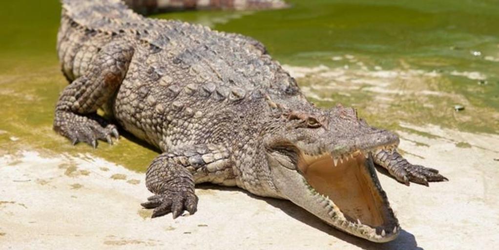 Descubren el primer caso de un cocodrilo embarazado de sí mismo