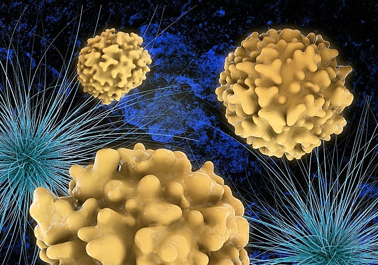 Europa advierte de un aumento de la gonorrea, especialmente en jóvenes ...