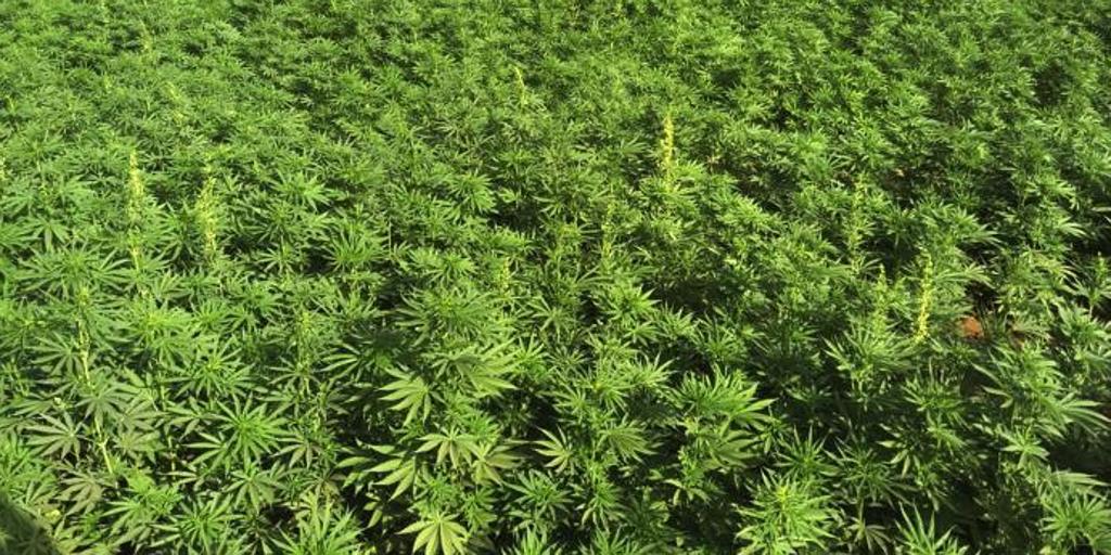 Hachís ultraconcentrado y fácil de procesar: 'rosin', la nueva droga de ...