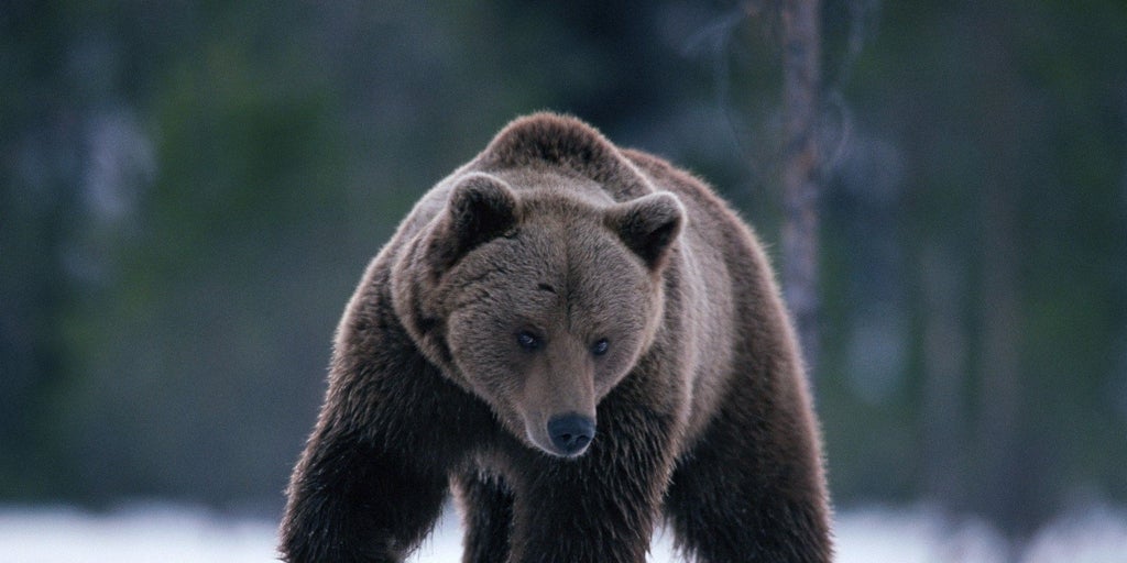 La muerte de un joven italiano atacado por un oso abre el debate sobre ...