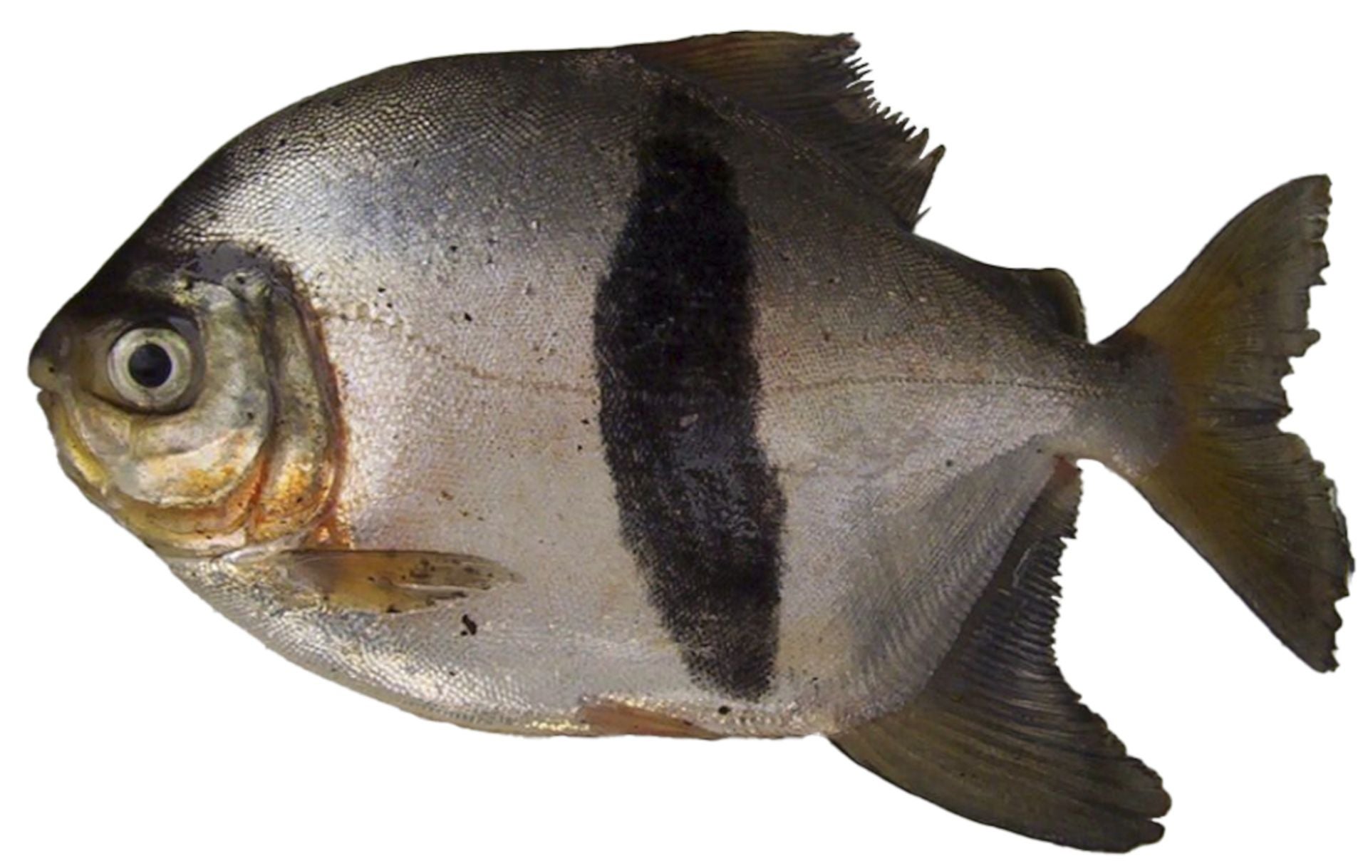 Descubren en Brasil una nueva especie de pez vegetariano, similar a la ...