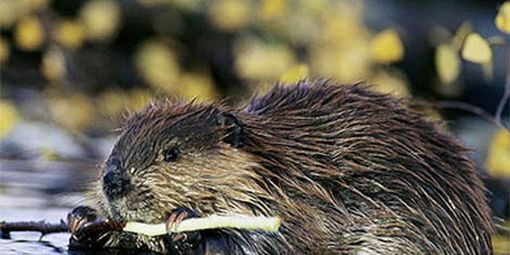 Encuentran castores en el Tajo por primera vez en siglos