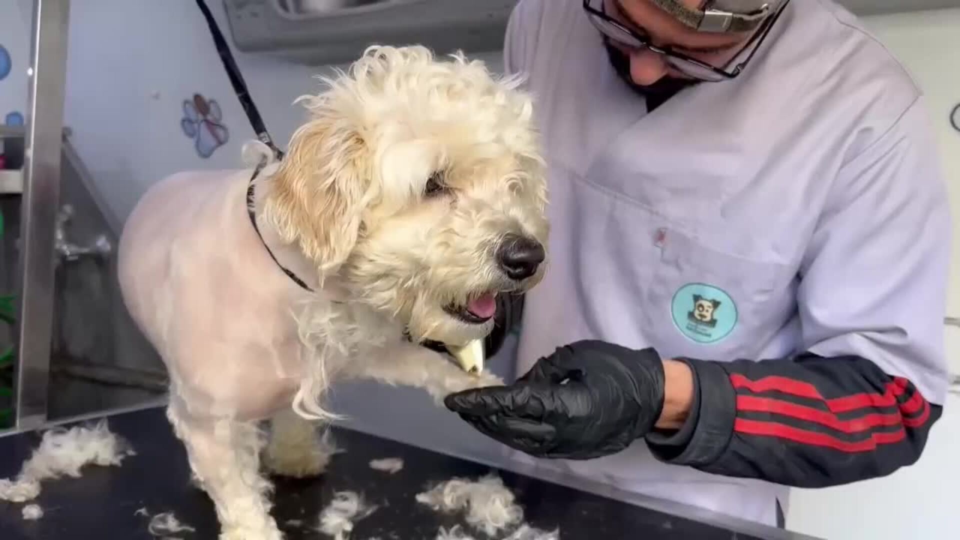 Tito's Pet Grooming, servicio móvil para el cuidado de mascotas en Túnez