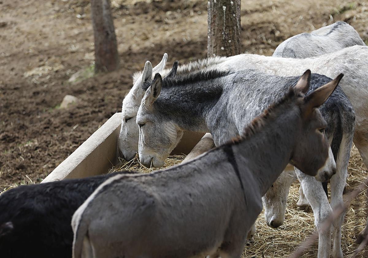 China sacrifica casi seis millones de burros al año para un producto médico