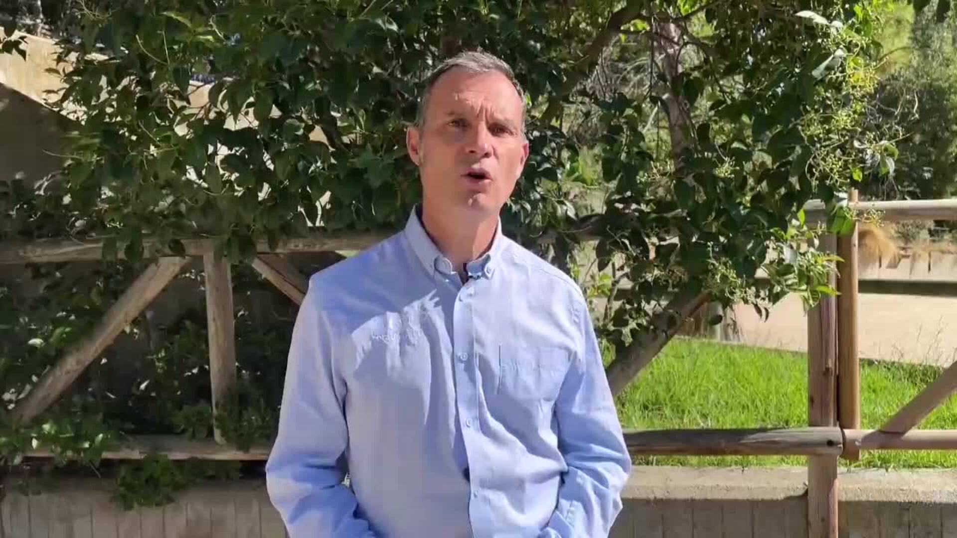 Día del Gorila: los cinco del zoo de Madrid son parte de su reservorio ...