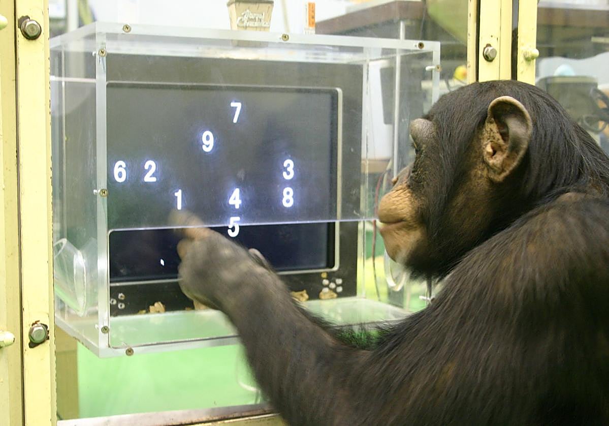 Muere la chimpancé que dominaba caracteres chinos y el alfabeto inglés