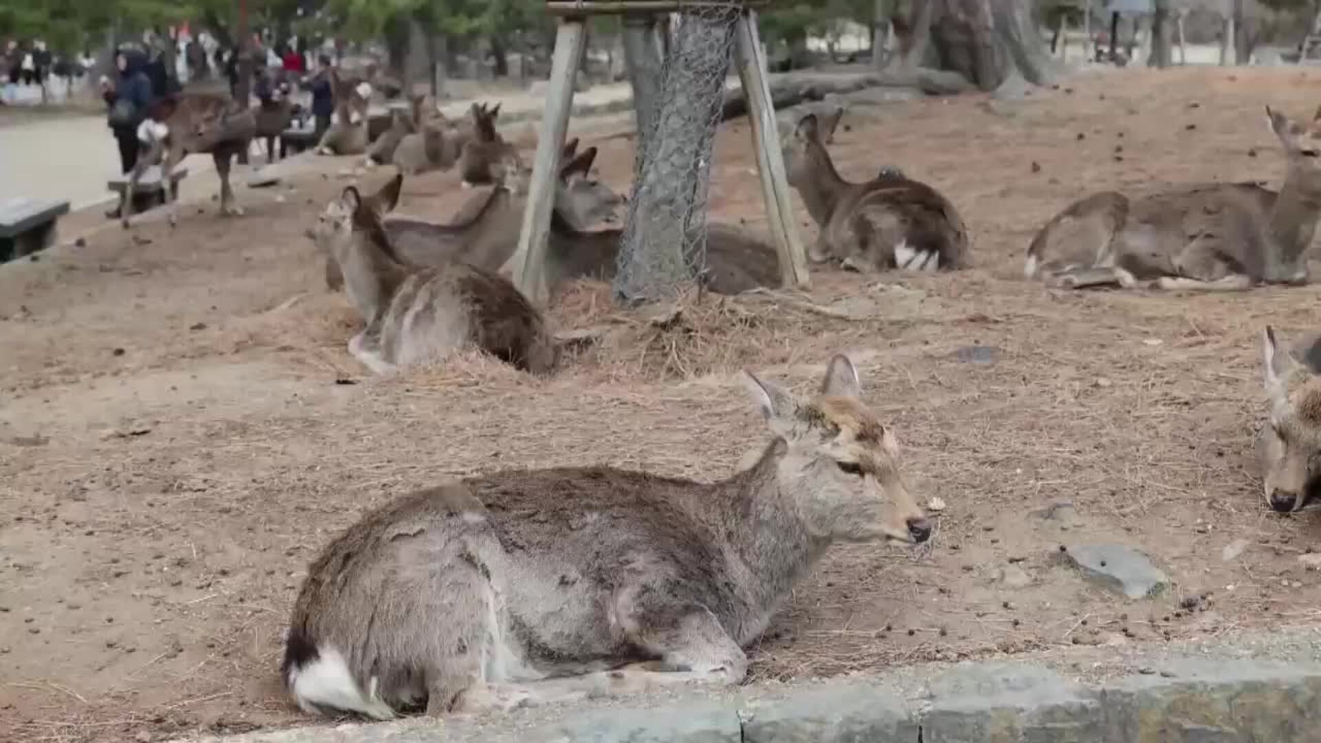 Los ciervos de Nara, uno de los principales atractivos turísticos de la ...