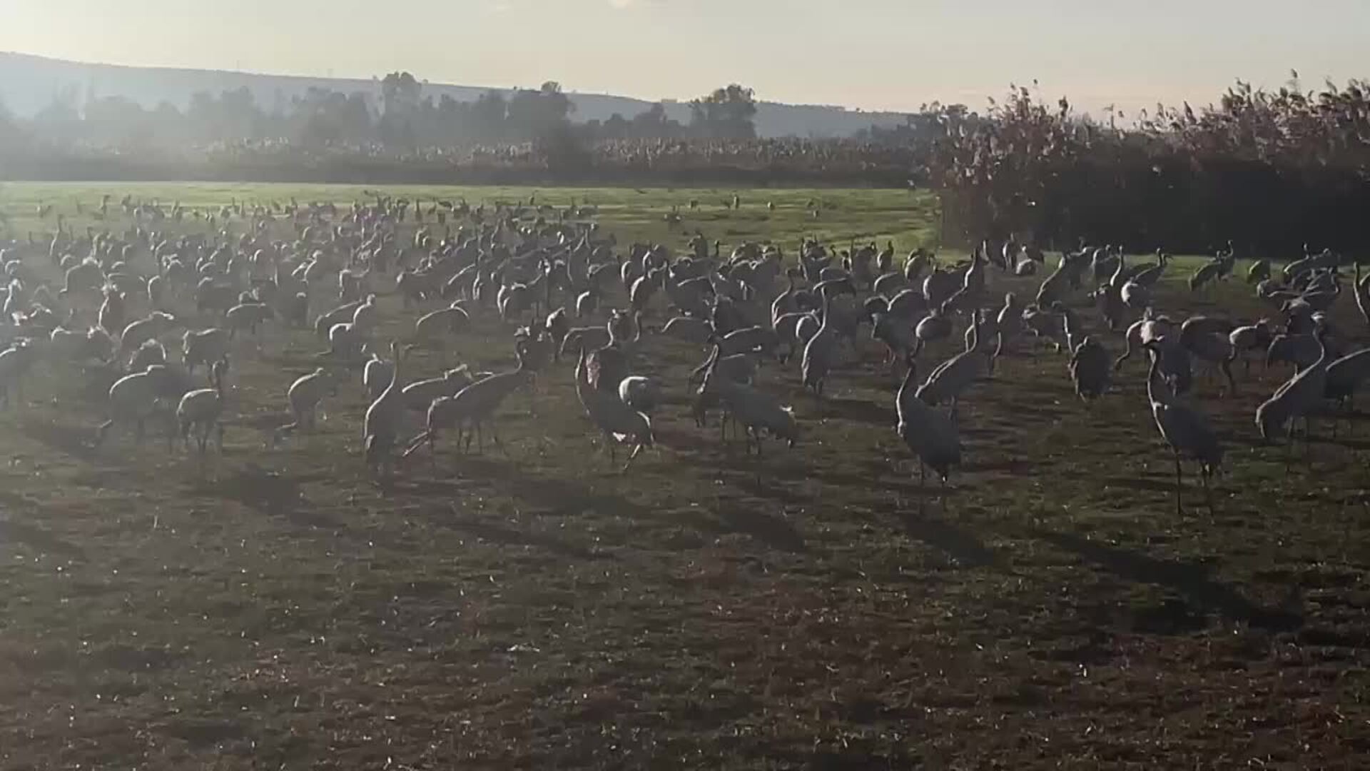 Cientos de grullas migratorias se congregan en el lago Hula, al norte ...