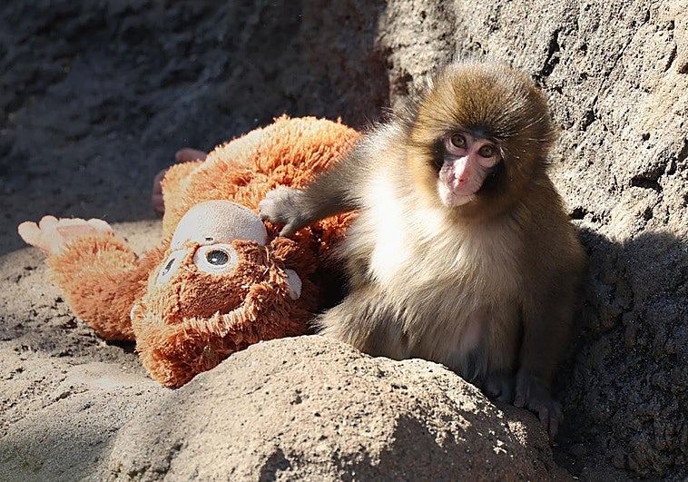 El mono Punch o por qué abrazar un peluche cuando no hay madre: «Es un ...