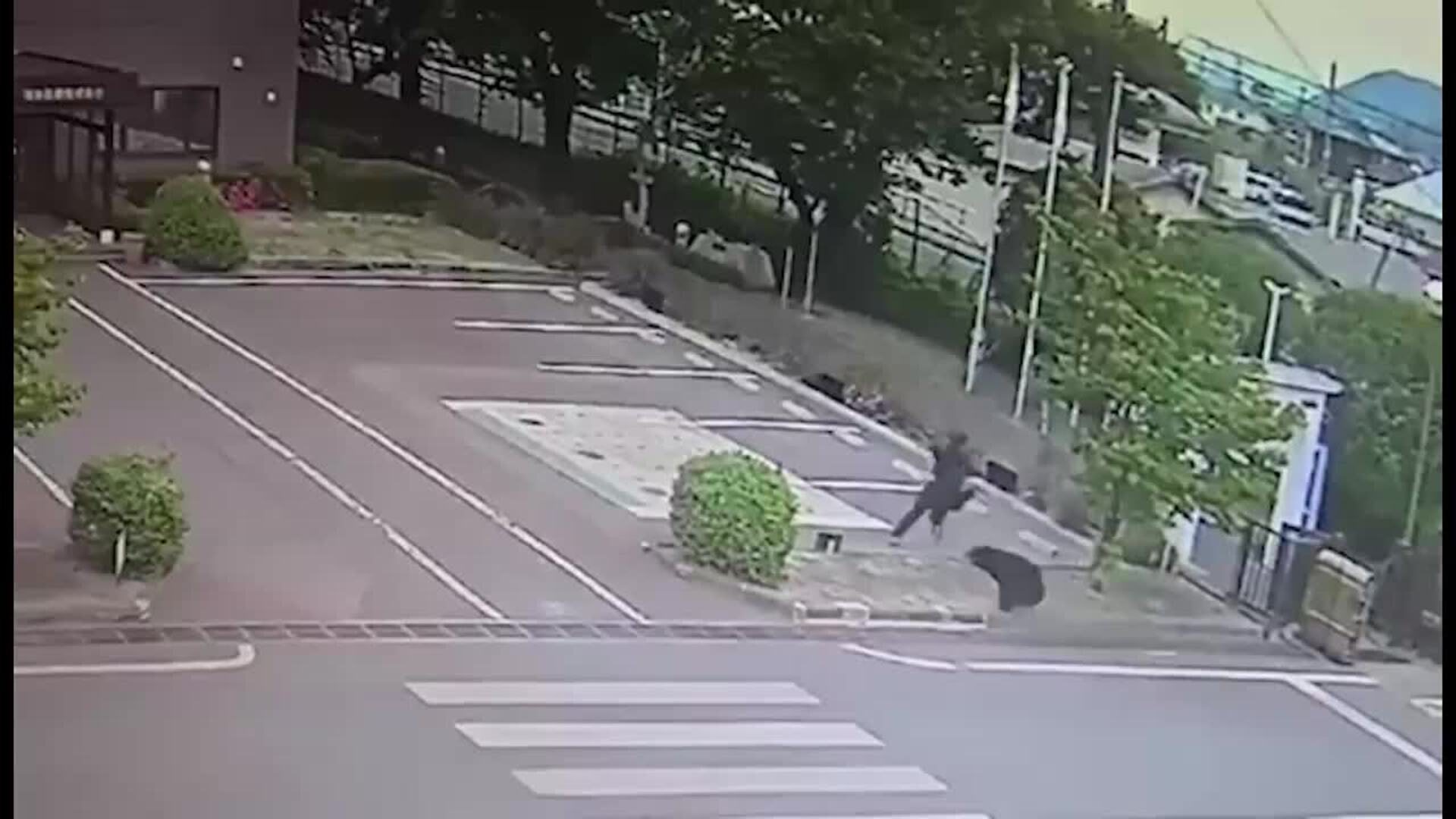 Cuatro heridos en el noreste de Japón por ataques de oso