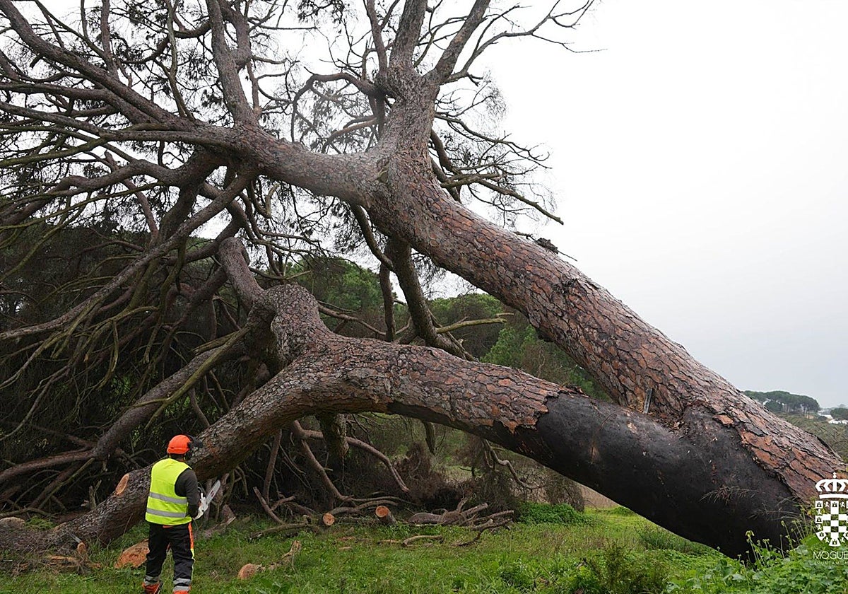 El pino centenario de Fuentepiña seguirá siendo un símbolo del legado ...