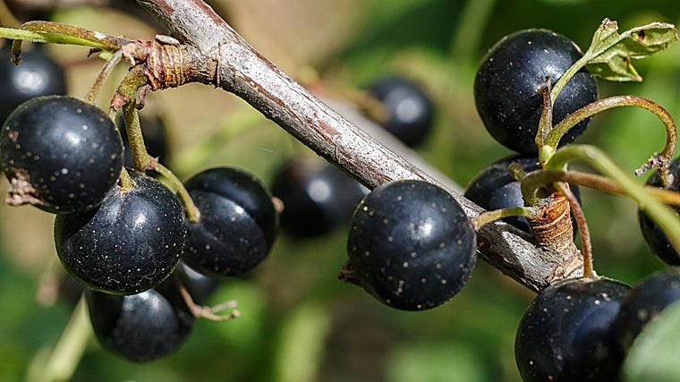 Qué es la Aronia negra, el desconocido fruto que retrasa el ...