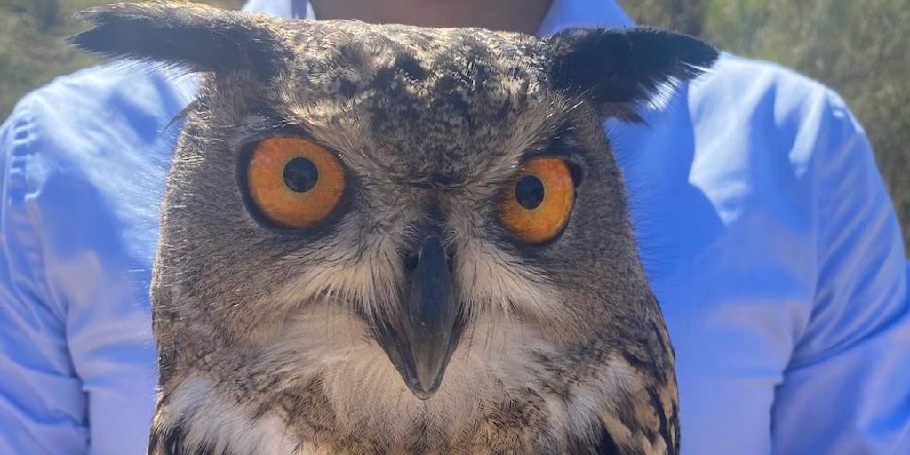 Así es el fantástico ejemplar de búho real que ha sido soltado en Isla ...