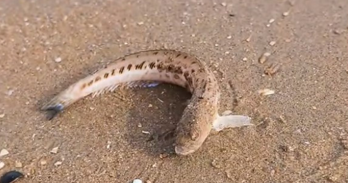 El peligroso pez que te puedes encontrar este verano en las playas de ...