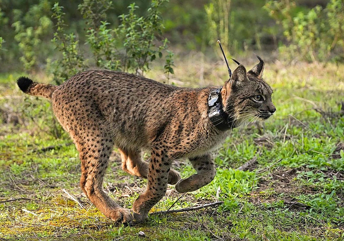 Muere atropellado un joven lince ibérico en la carretera entre Hinojos ...