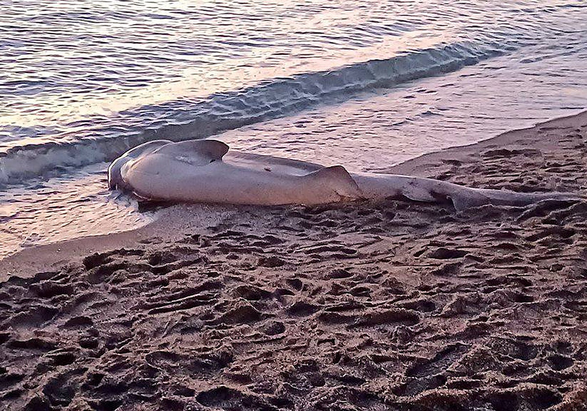 Un tiburón muerto aparece en una playa andaluza