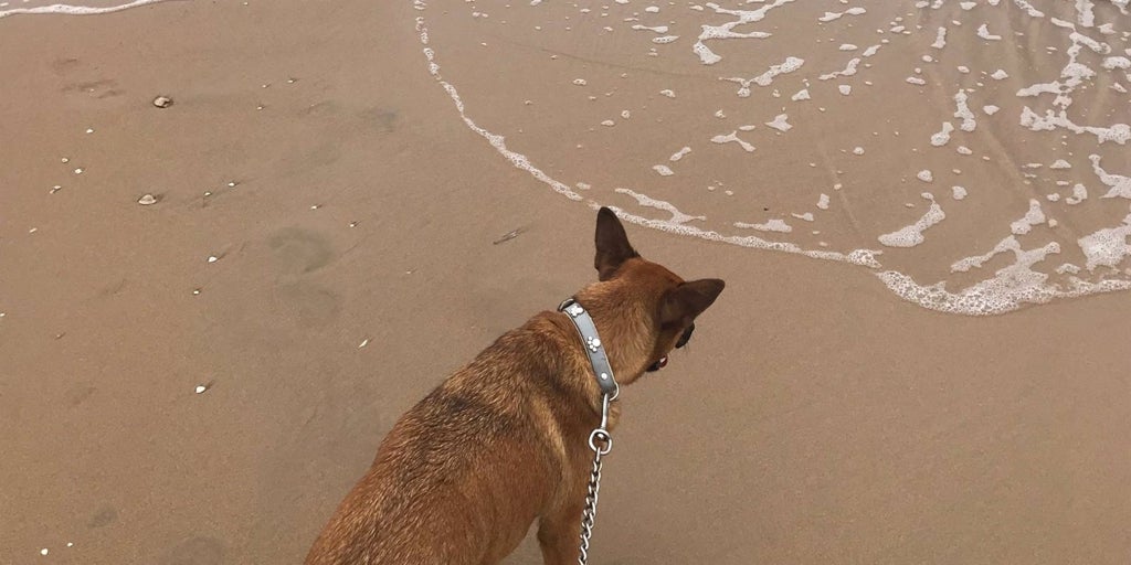 La provincia de Cádiz estrena su tercera playa para perros
