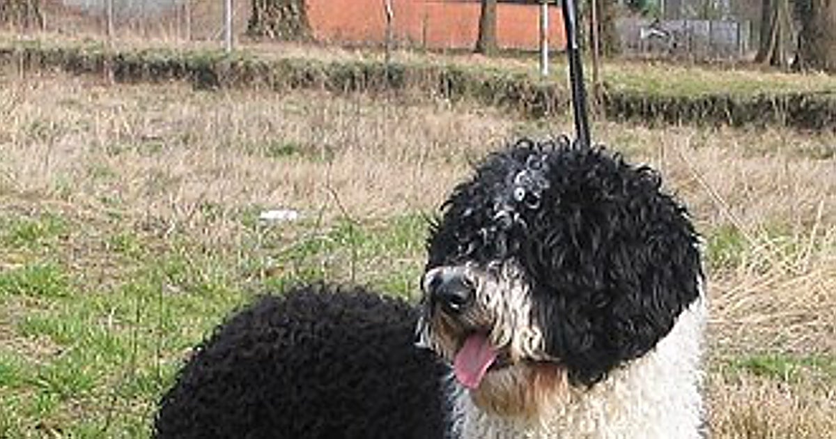 Paterna de Rivera se convierte este domingo en la capital del Perro de ...