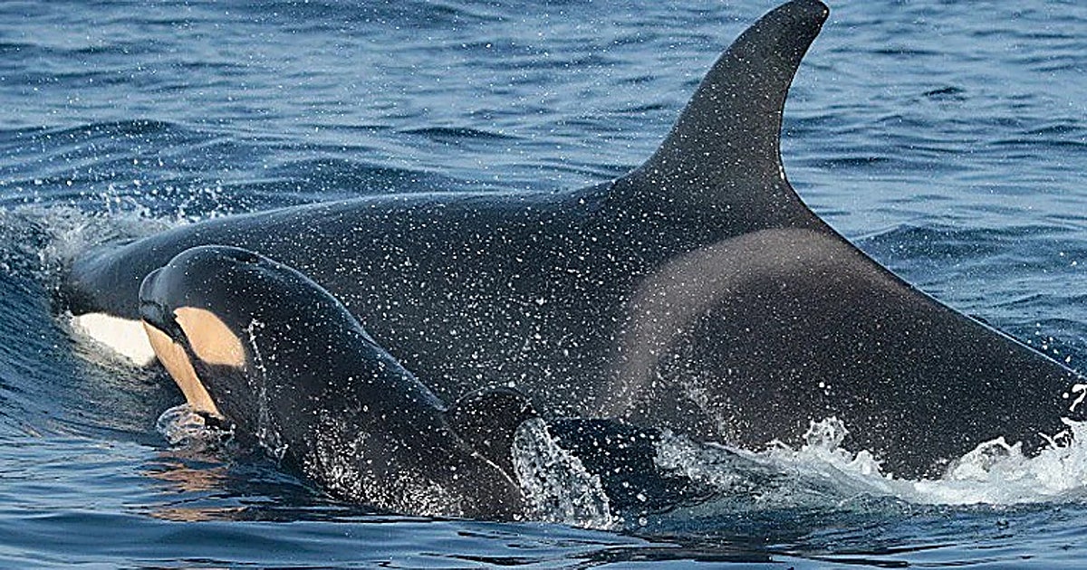 Las orcas vuelven a hacer de las suyas en Barbate: un catamarán pide ...