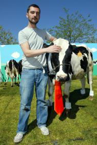 Las vacas, nuevas musas de David Delfín