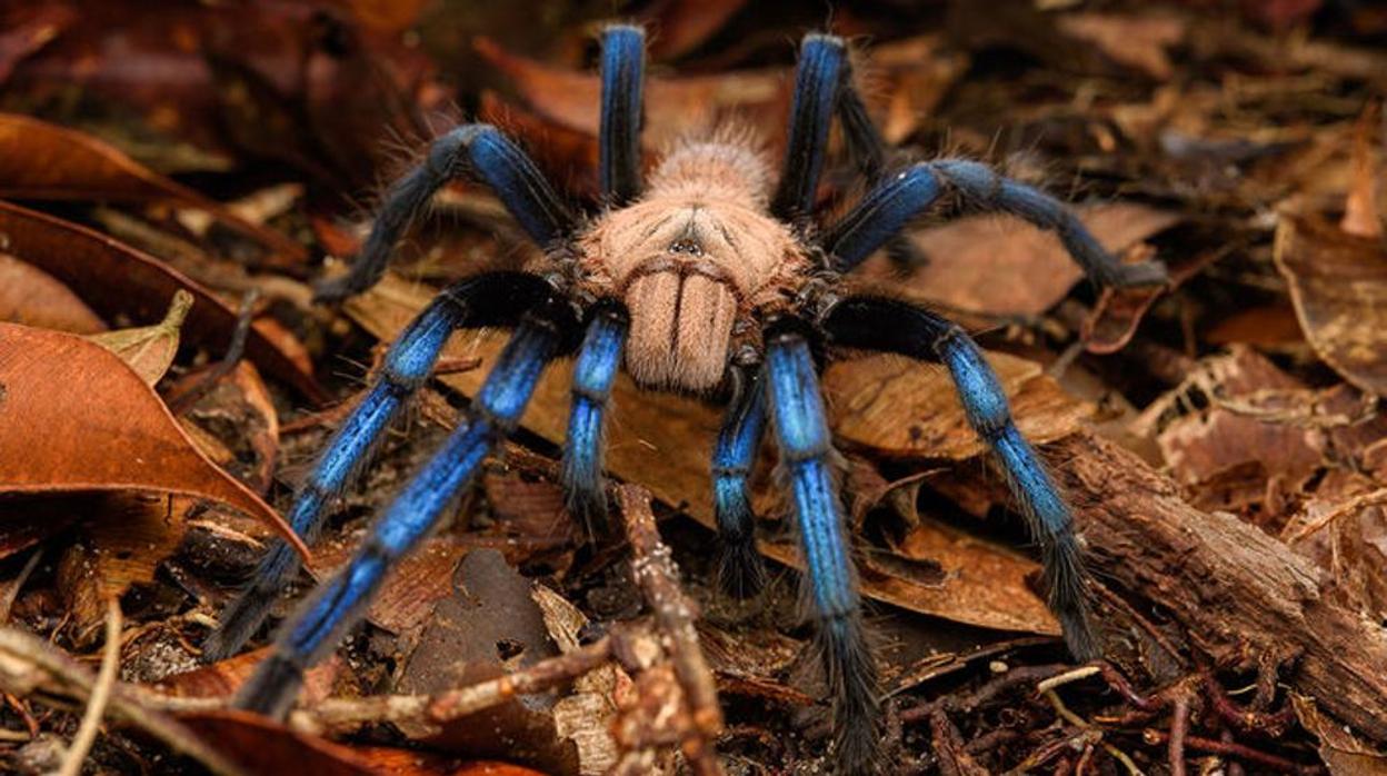 La nueva tarántula azul que puede haber destapado el tráfico ilegal de ...